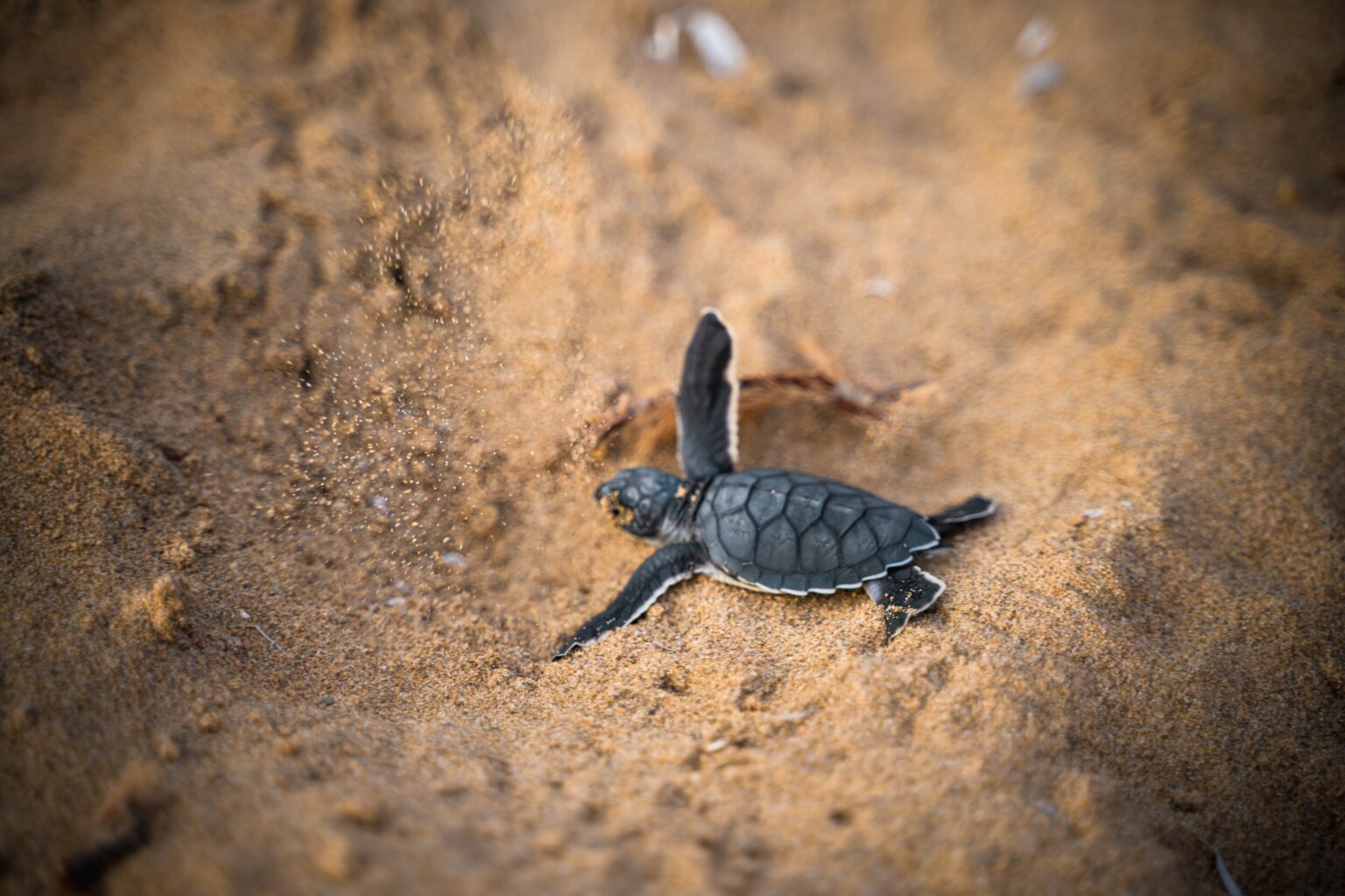 Donate - Sea Turtle Trackers